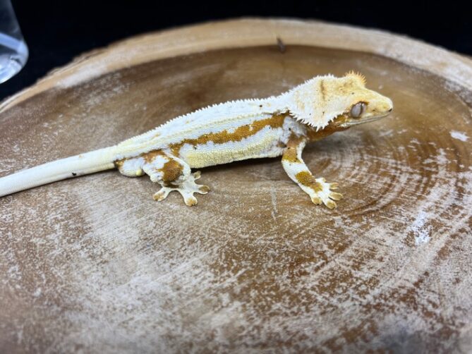 Geckos ~ Happy Tails Exotic