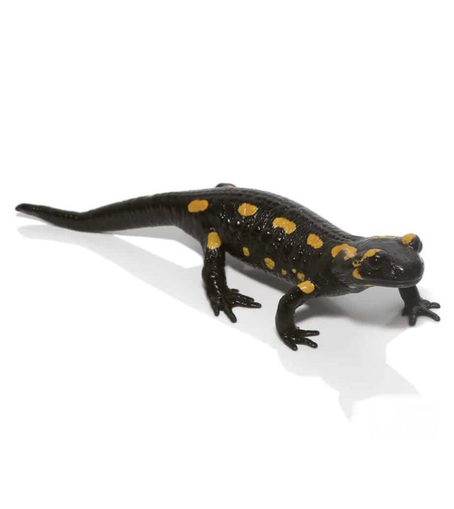 Fire Salamander ~ Happy Tails Exotic