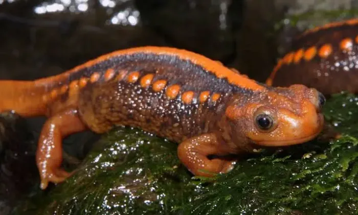 Emperor Newt for Sale ~ Happy Tails Exotic