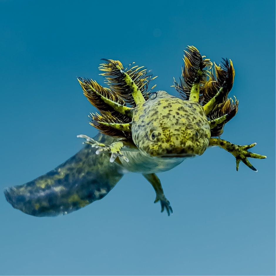 Axolotl for Sale ~ Happy Tails Exotic
