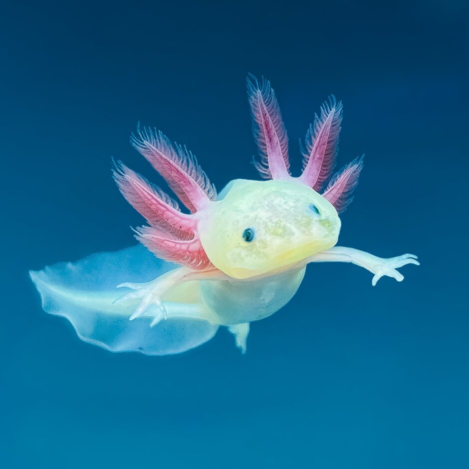 Axolotl for Sale ~ Happy Tails Exotic
